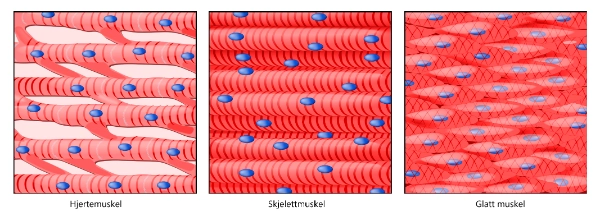 Musklene og hvordan de virker | sjeldne-sykdommer.no