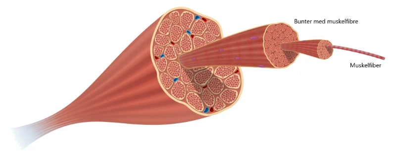 Musklene og hvordan de virker | sjeldne-sykdommer.no